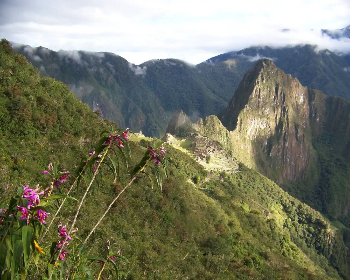 A Guide to the Flora and Fauna of Machu Picchu - Peru Hikers